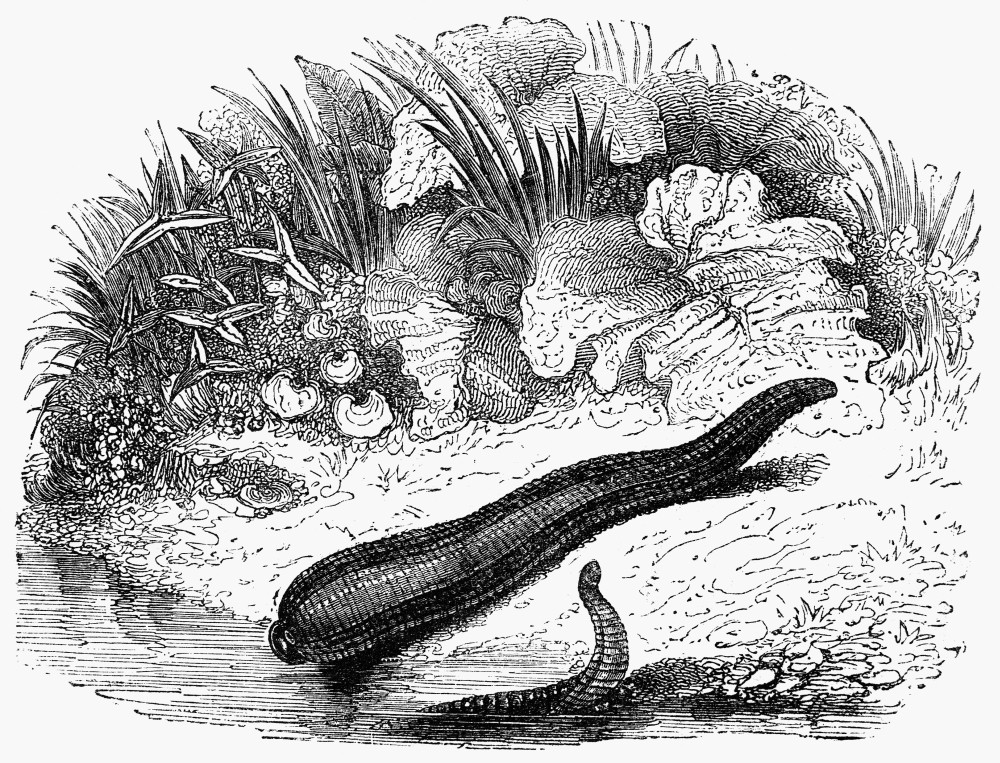 Leeches. /Nthe Common Leech (Hirudo Medicinalis). Wood Engraving, Late ...
