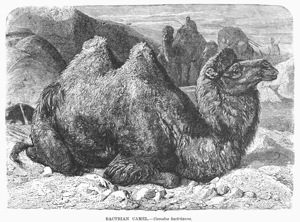 Bactrian Camel. /Ncamelus Bactrianus. Line Engraving, 19Th Century ...