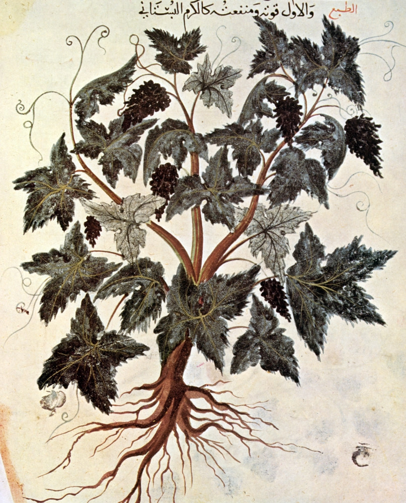 Grapevine, 1229. /Na Grapevine From An Arabic Manuscript Of Dioscorides ...