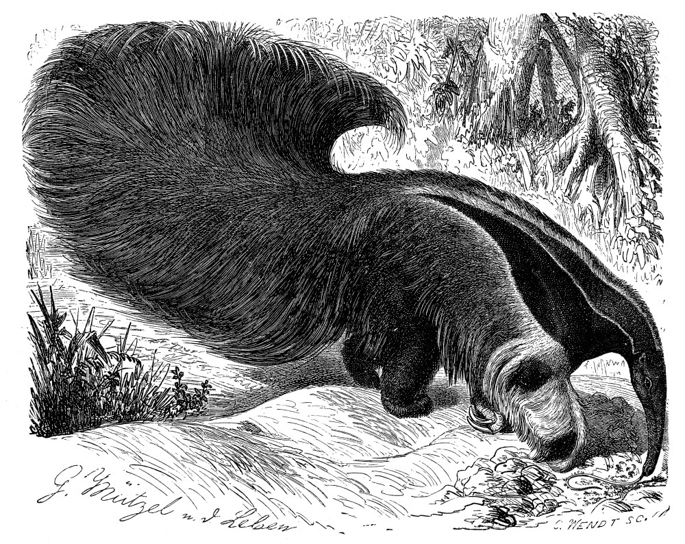 Anteater. /Nthe Giant Anteater. Wood Engraving, German, 19Th Century ...