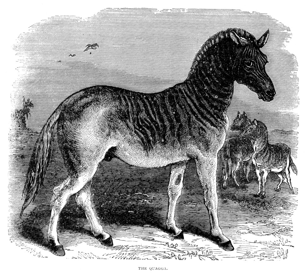 Quagga. /Nthe Quagga (Equus Quagga Quagga), A Now Extinct South African ...