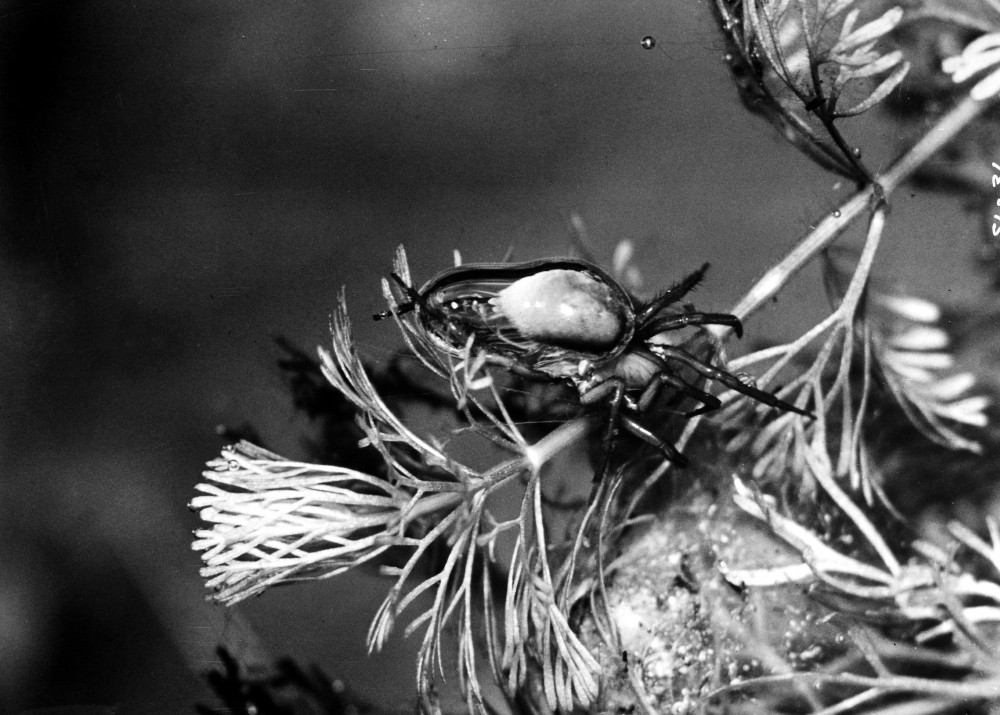 Diving Spider. /Ndiving Spider Carrying A Bubble Betweens Its Hind Legs ...