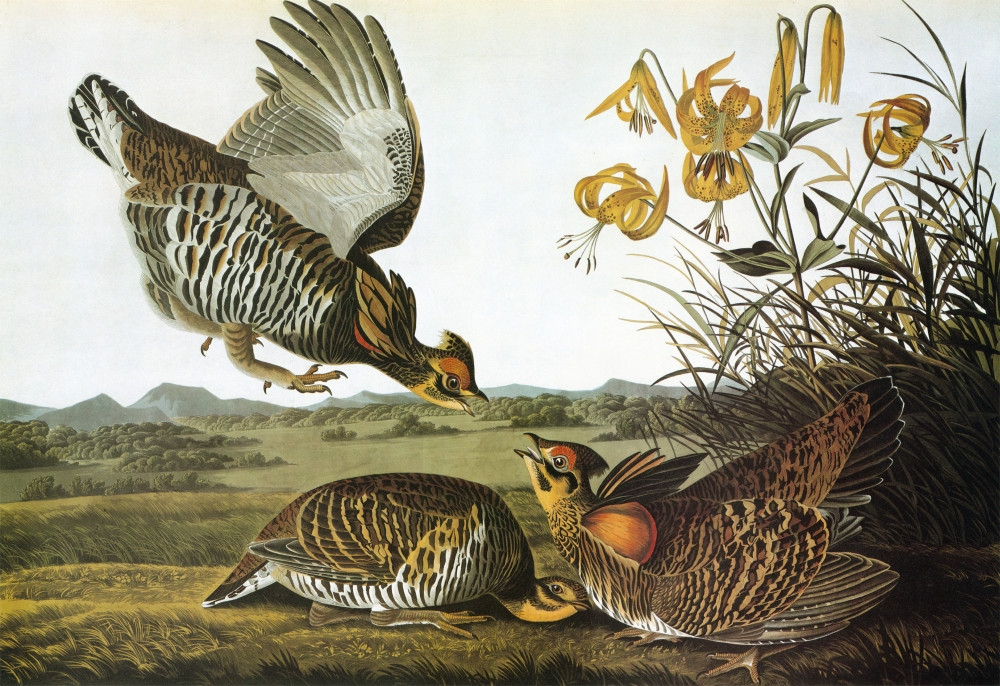 Audubon: Grouse. /Ngreater Prairie Chicken, Or Pinnated Grouse ...