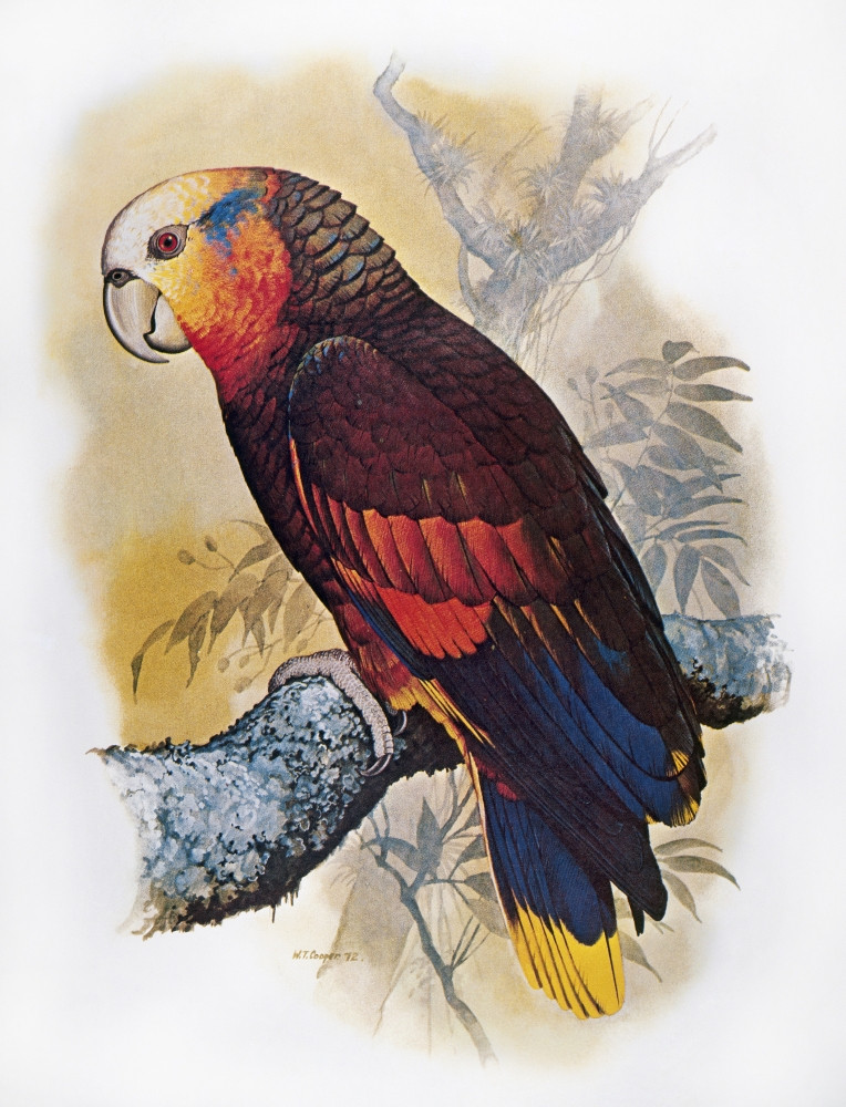 St Vincent Amazon Parrot /N(Amazona Guildingii), Indigenous To The ...
