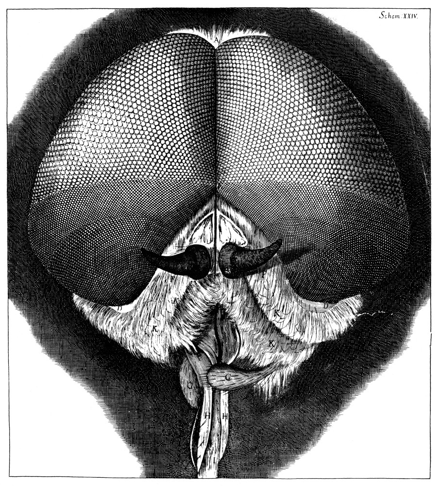 hooke's micrographia