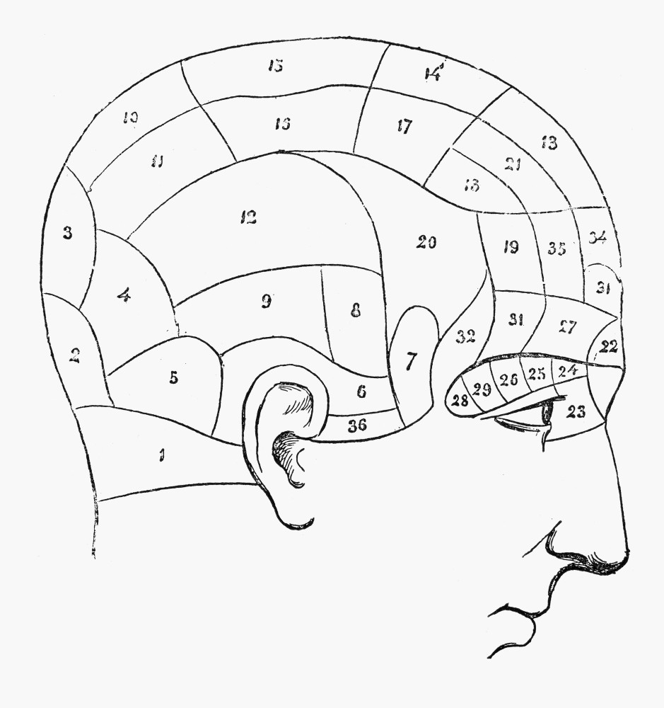 Phrenology, 19Th Century. /Nfrench Phrenological Chart, 19Th Century ...