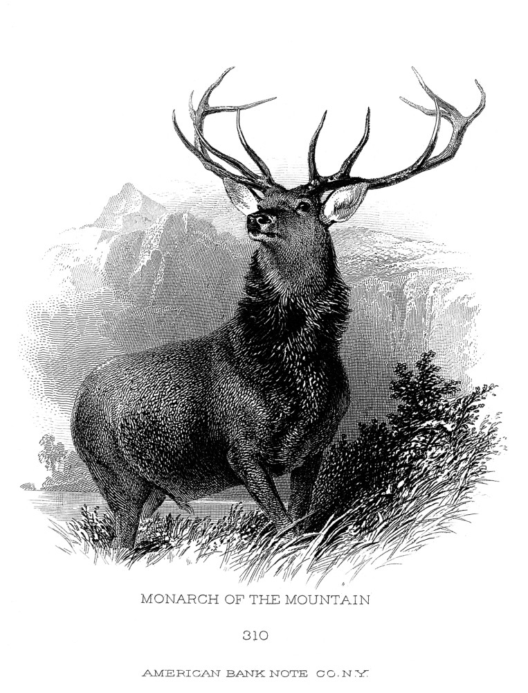 Deer. /Namerican Bank Note Steel Engraving, C1870. Poster Print by ...