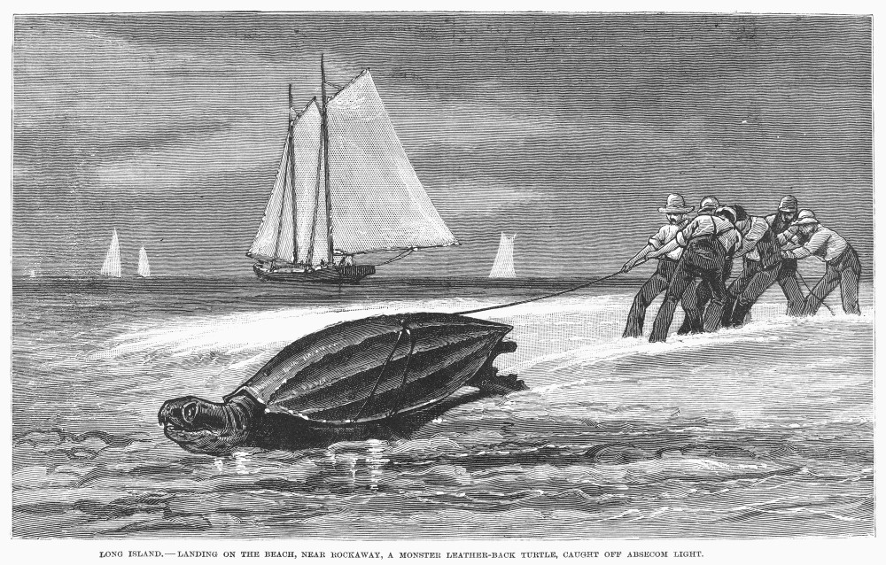 Long Island: Turtle. /Nmonster Leatherback Turtle Landed At Absecom ...