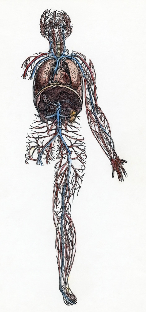 Vesalius: Viscera, 1543. /Nthe Topography Of The Viscera In The Female ...