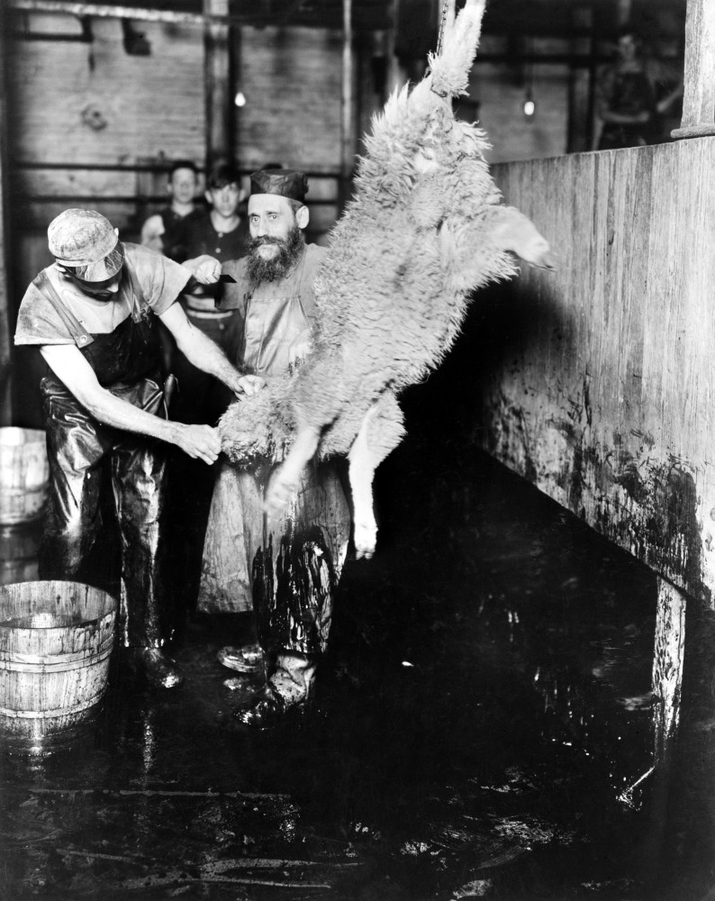 Slaughterhouse, C1913. /Njewish Factory Workers Skinning A Freshly ...