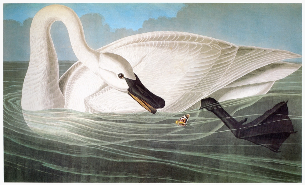 Audubon: Swan. /Ntrumpeter Swan (Olor Buccinator), After John James ...