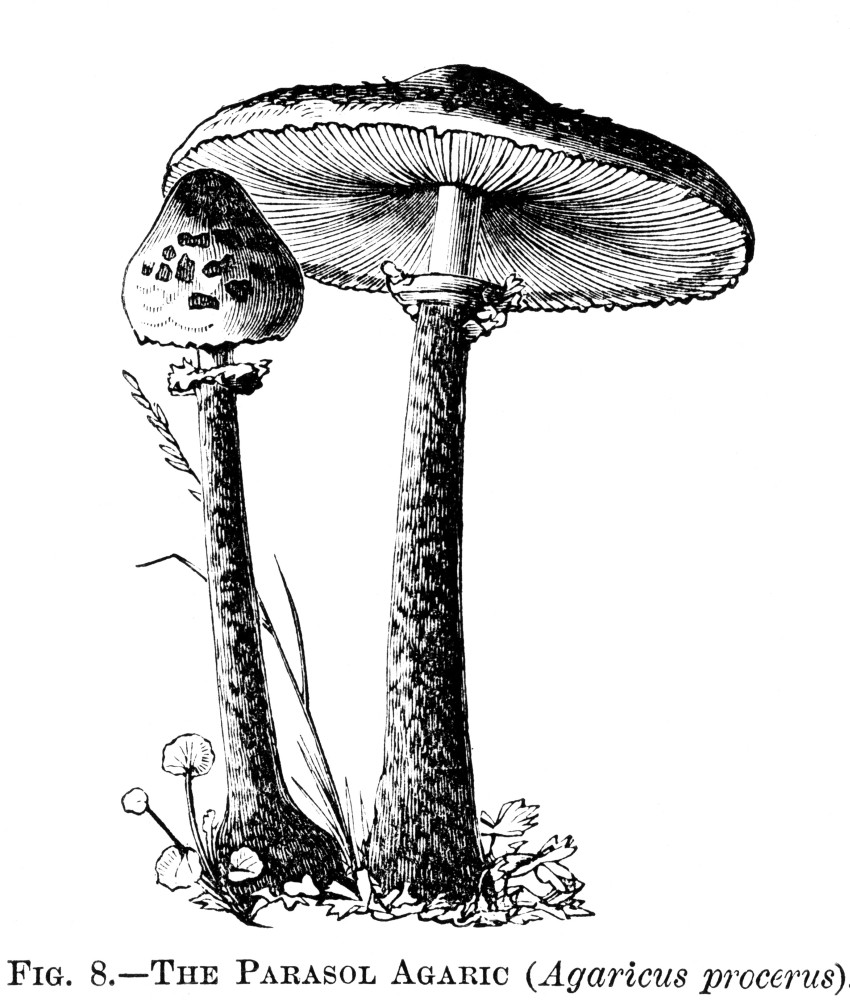 Agaricus Drawing
