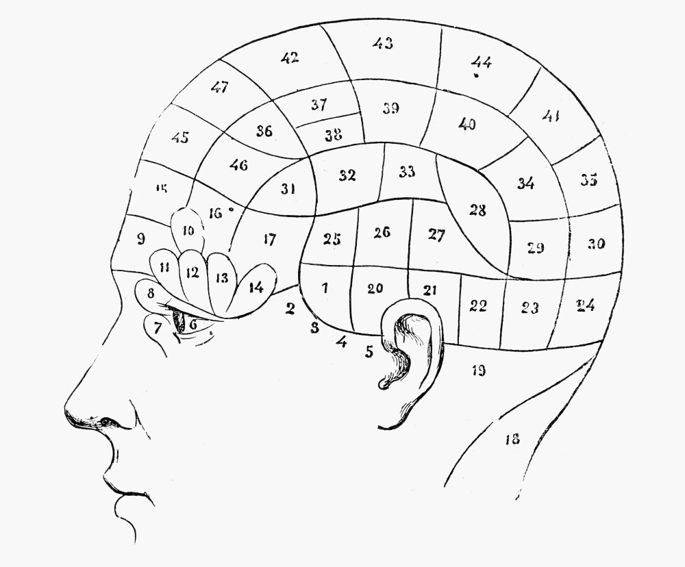 Phrenology, 19Th Century. /Na French Phrenological Chart, 19Th Century ...