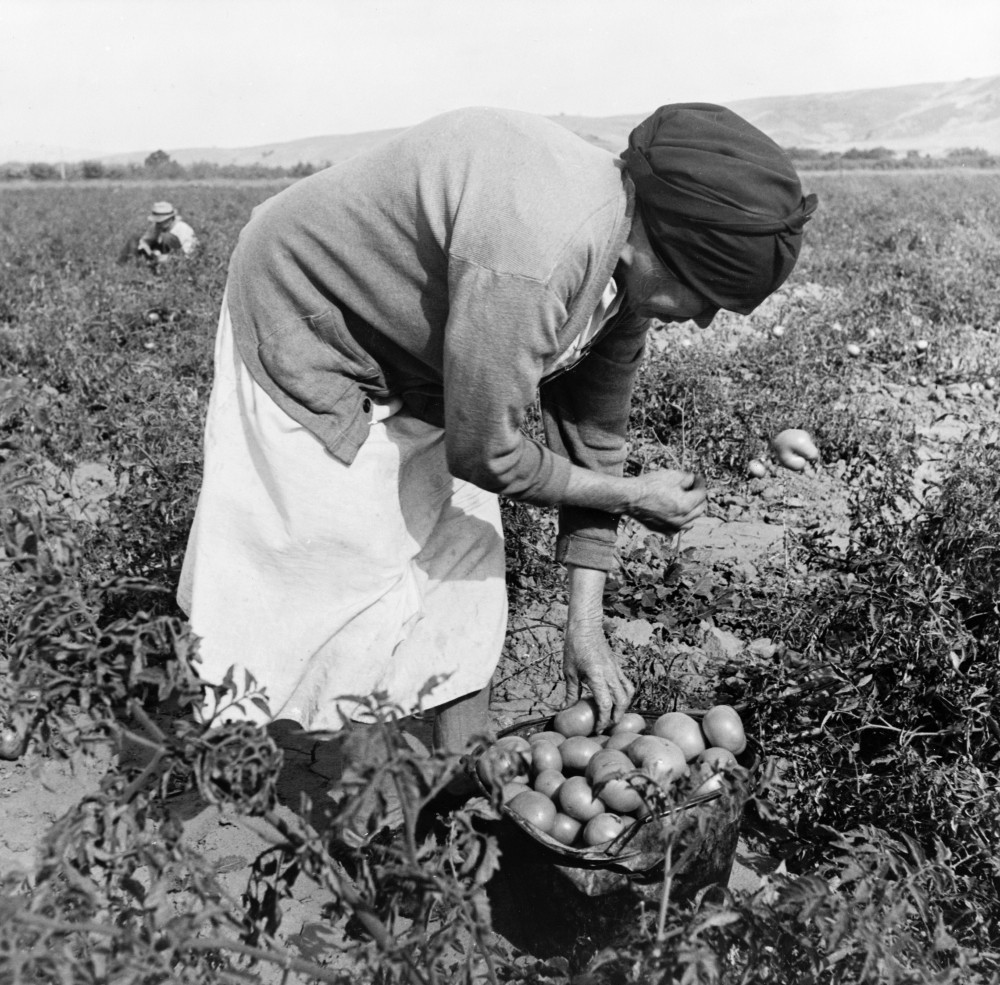 Dorothea Lange Photographs Of Migrant Workers
