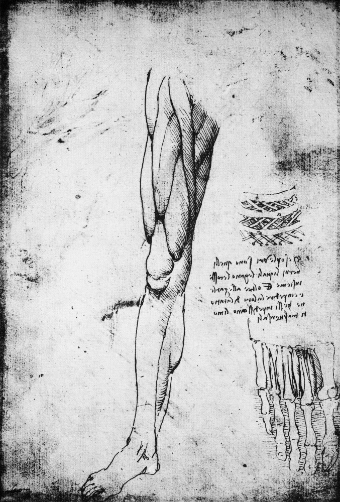 Leonardo: Anatomy. /Nmusculature Of The Lower Extremity. Drawing, C1510 ...
