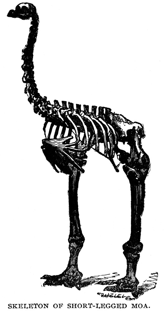 Moa Skeleton. /Nskeleton Of A Moa (Dinornis), An Extinct Flightless ...