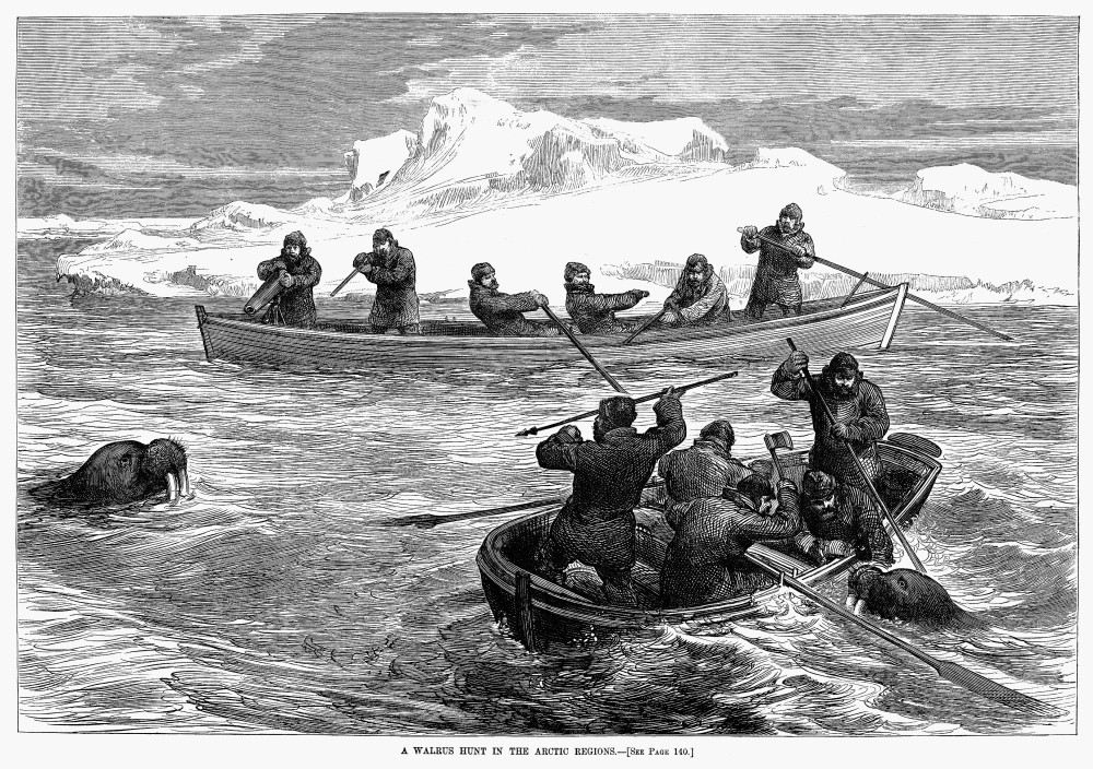 Walrus Hunt, 1877. /N'A Walrus Hunt In The Arctic Regions.' Line ...