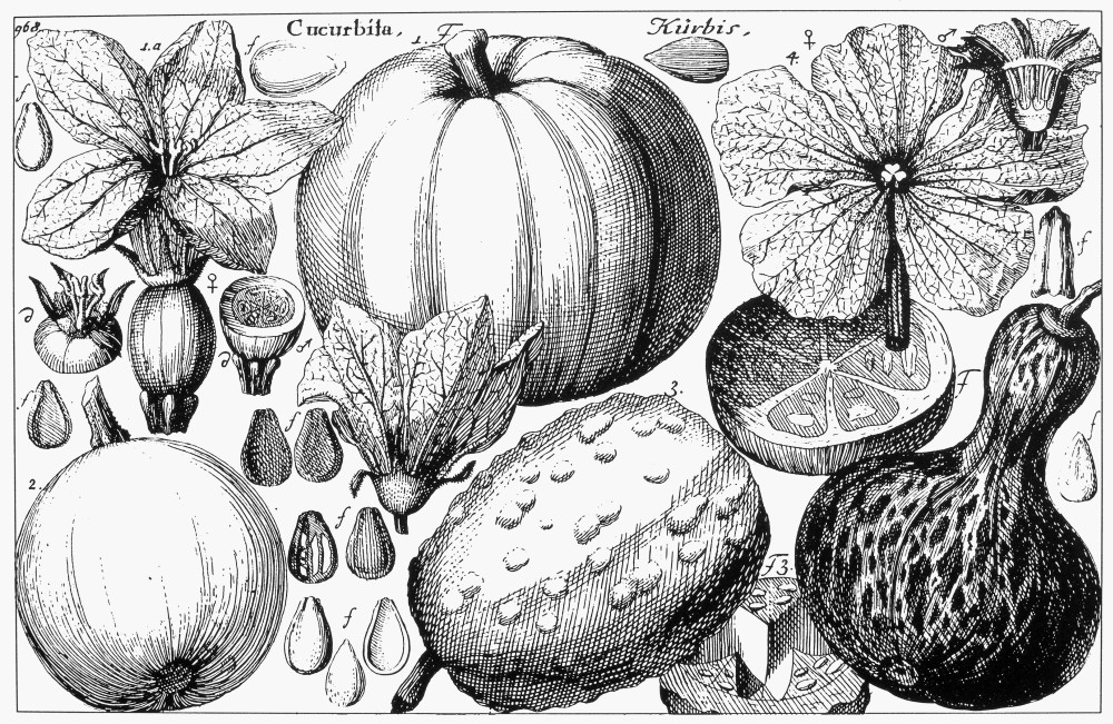 Botany: Squash & Pumpkins./Ngenus Cucurbita. Line Engraving, 1795 ...