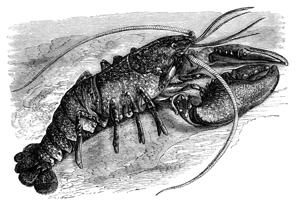Lobster. /Nline Engraving, Late 19Th Century. Poster Print by Granger ...