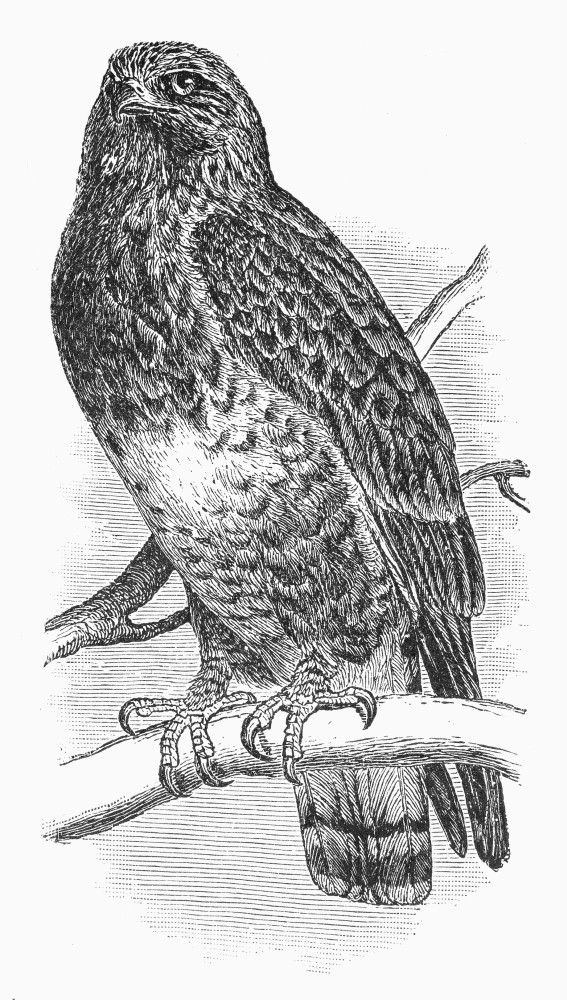 Rough-Legged Hawk, 1890. /Nline Engraving, 1890. Poster Print by ...