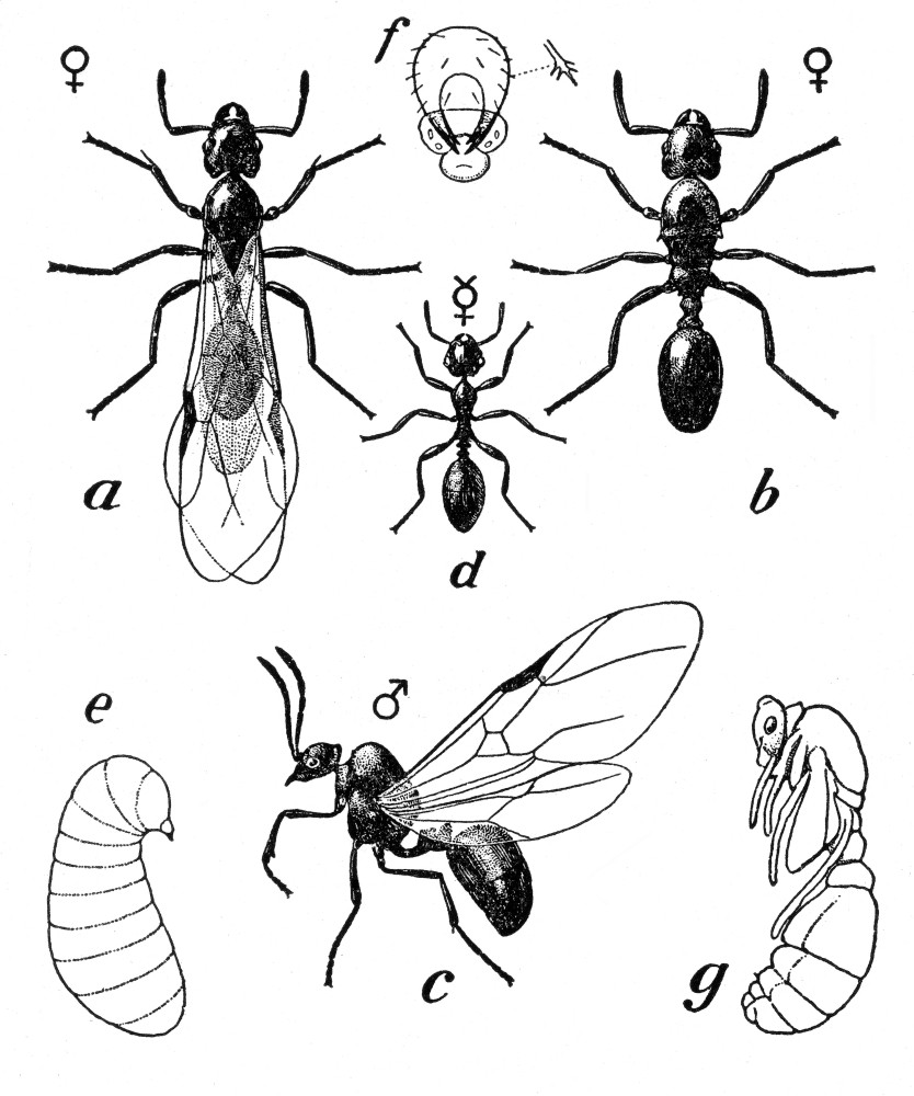 Pavement Ant Poster Print by Science Source - Item # VARSCIBW7030 ...