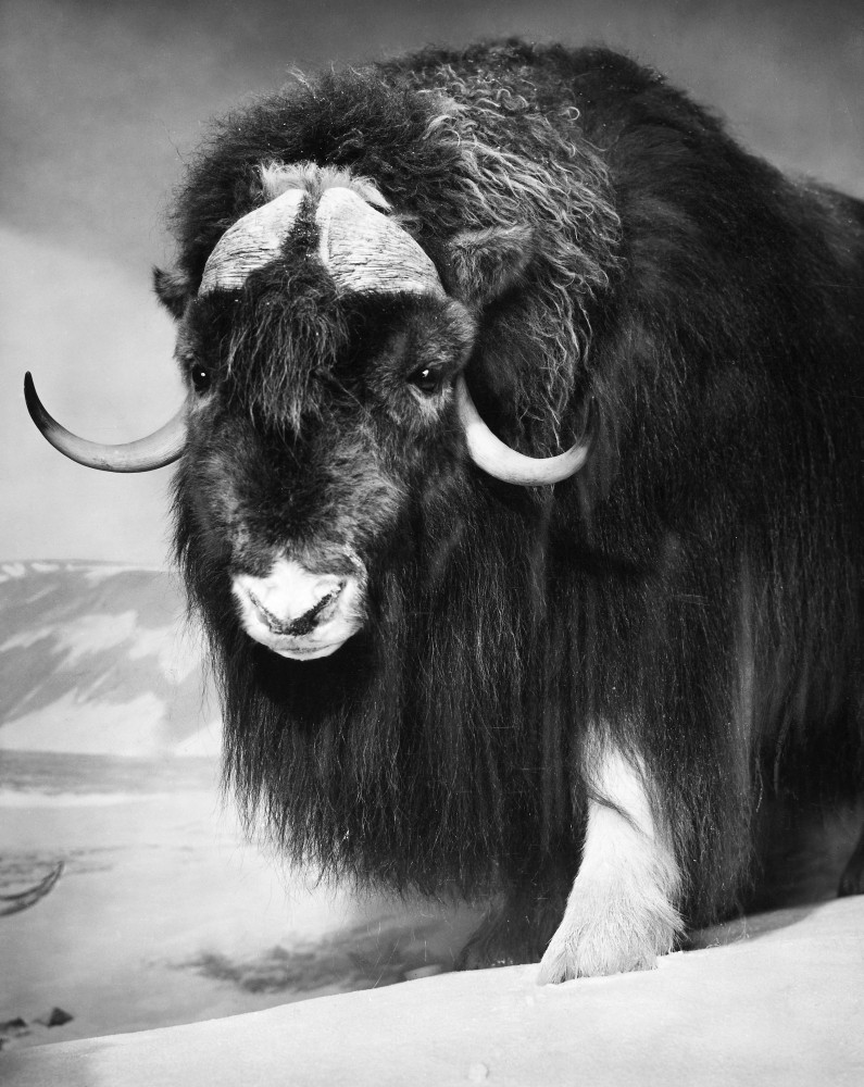 Arctic Musk Ox Drawing
