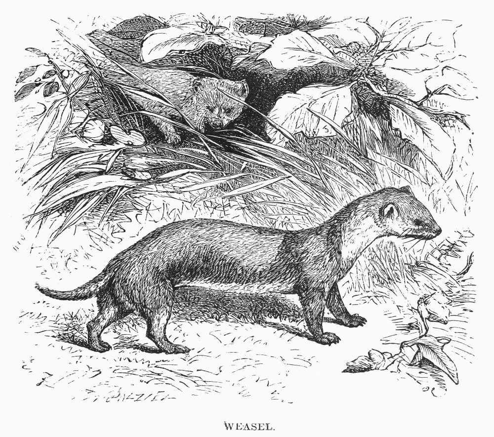 Weasel, 19Th Century. /Nwood Engraving, 19Th Century. Poster Print by ...