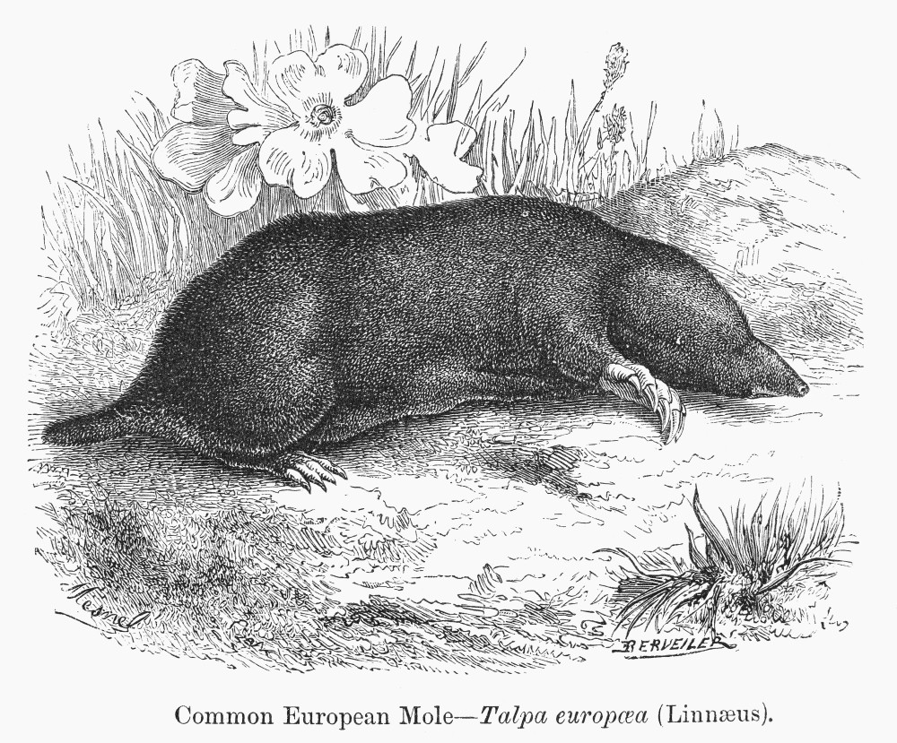 Mole. /Ncommon European Mole. Line Engraving, 19Th Century. Poster ...
