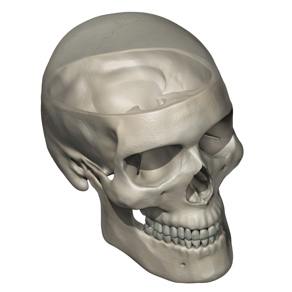 skull 3d view