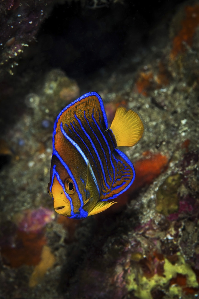 king angelfish