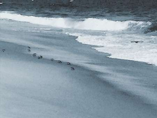 West Coastal Shore Poster Print by Jeff Pica - Item # VARPDXJPIRC001A2 ...