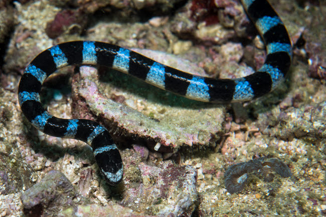 Banded sea krait in the Philippines Poster Print by Brandi Mueller ...