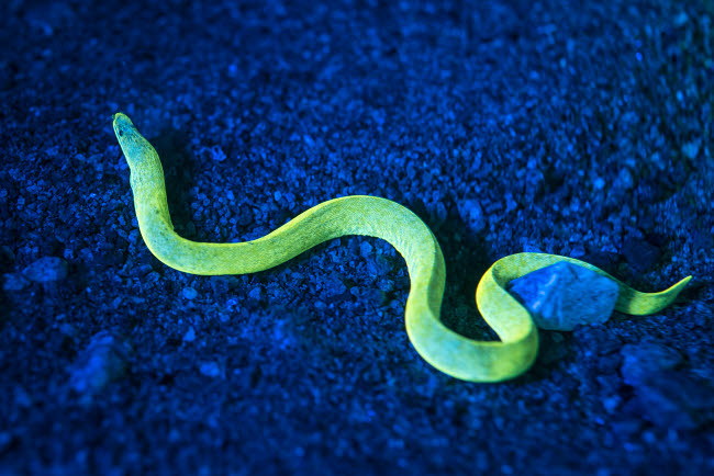 Eel with fluorescence light and filters in the Philippines Poster Print ...