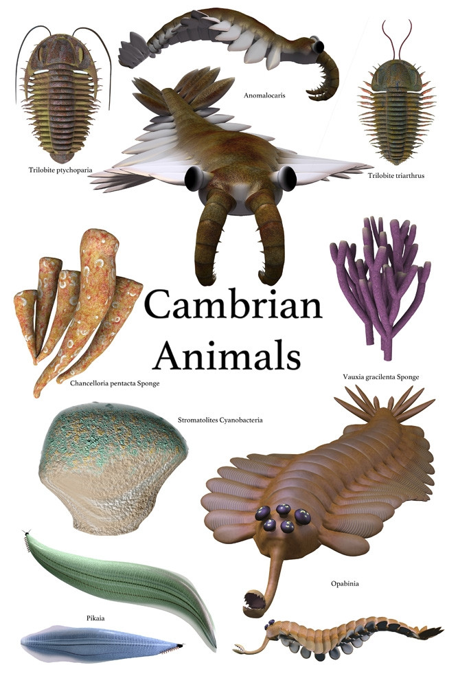 Poster of prehistoric animals during the Cambrian period Poster Print ...