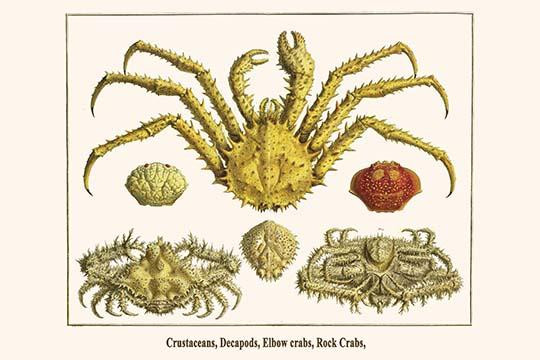 Decapoda