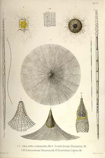 amoeboid holoplanktonic protozoans called Radiolaria with mineral ...