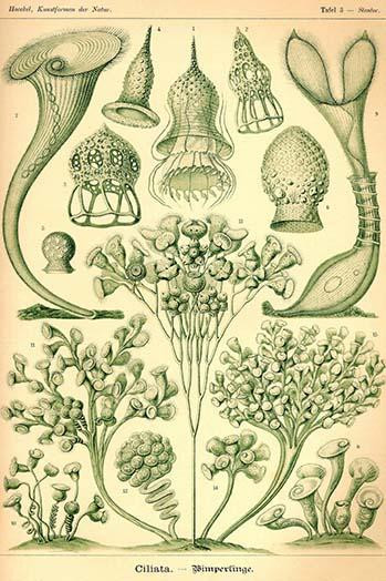 Ciliata class of protozoa having cilia or hairlike appendages on part ...