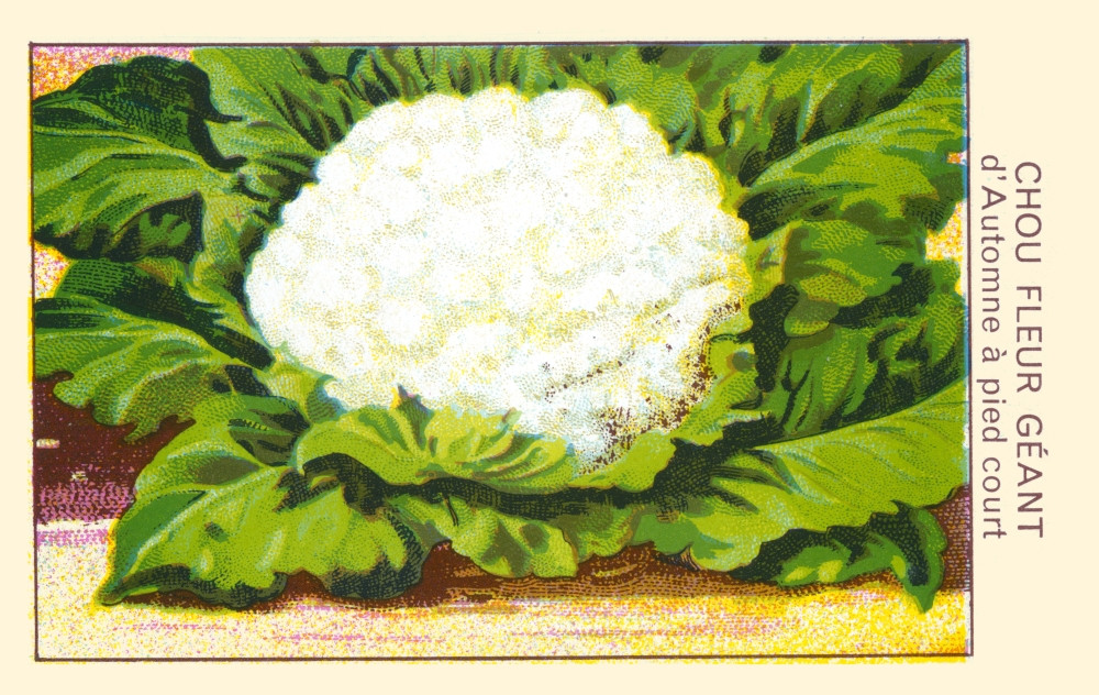 Autumn flowering giant cauliflower with short foot. Poster Print by ...