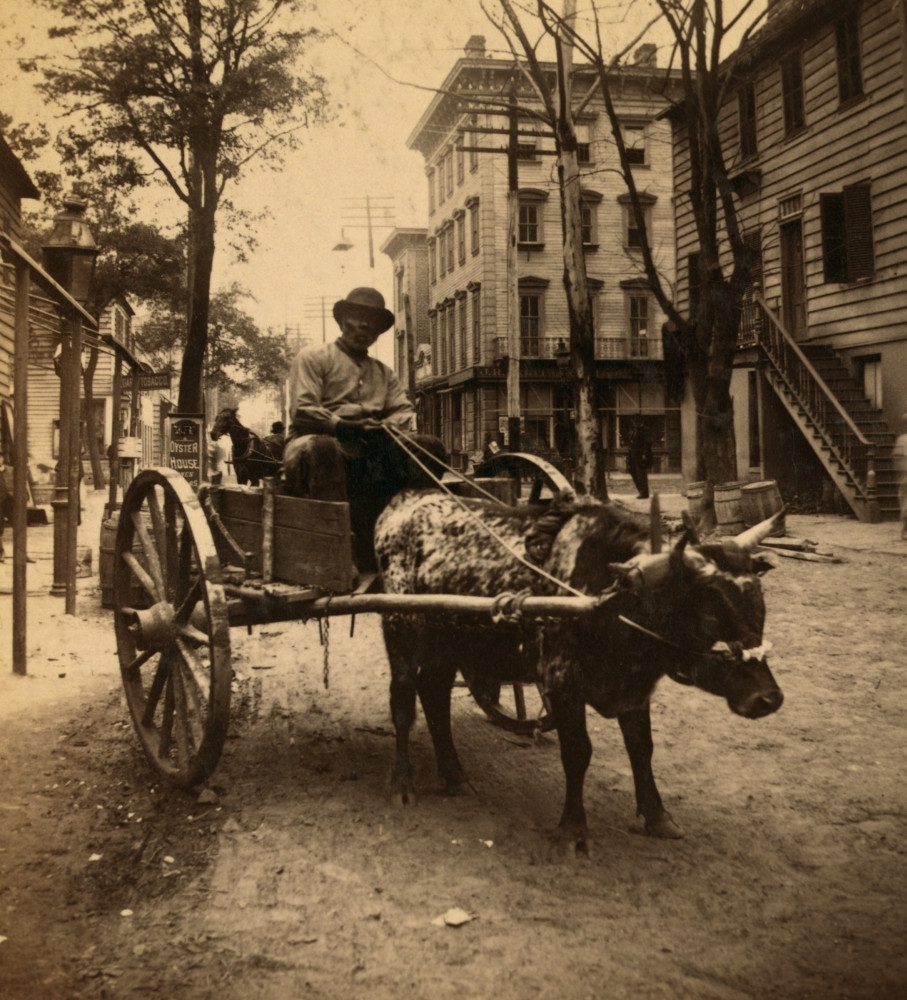 old African-American man riding an ox-drawn cart through town. Poster ...