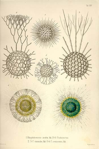 amoeboid holoplanktonic protozoans called Radiolaria with mineral ...