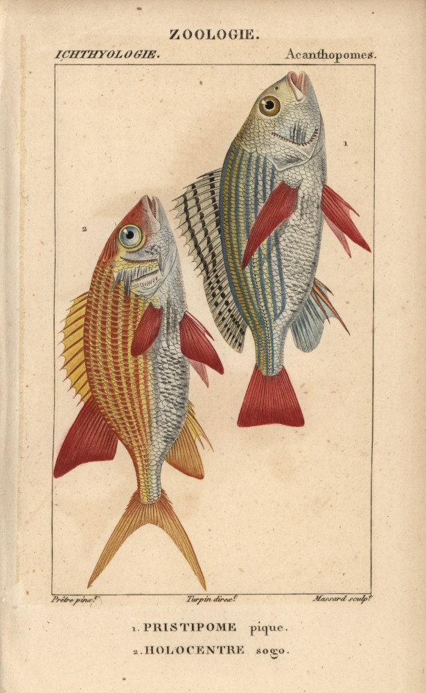 Banded Grunt Pomadasys Furcatus And Squirrelfishà Poster Print By ...