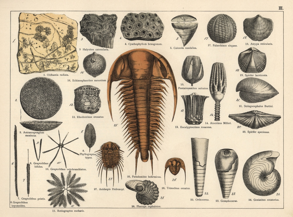 Trilobite Painting
