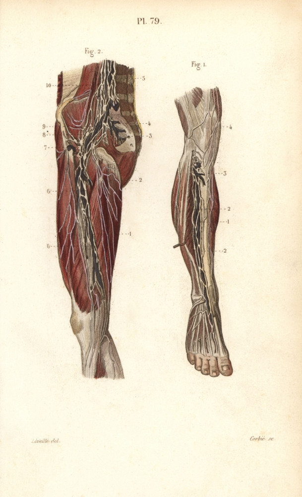 Lymph Nodes And Vessels Deep In The Leg Poster Print By ® Florilegius ...