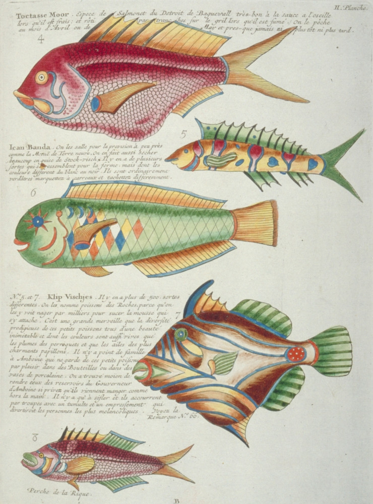 Colourful Illustration Of Five Fish Poster Print By Mary Evans ...