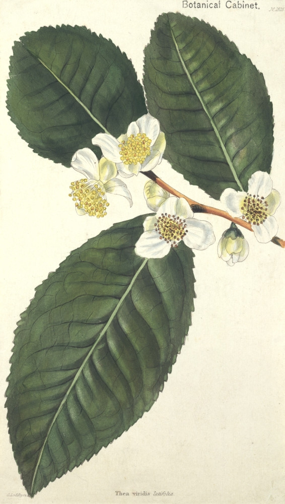 Camellia Thea Tea Poster Print By Mary Evans / Natural History Museum ...