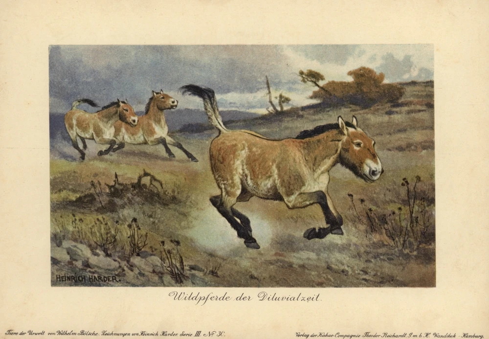 Wild Horses Of The Diluvial Era Extinct Genusà Poster Print By ...