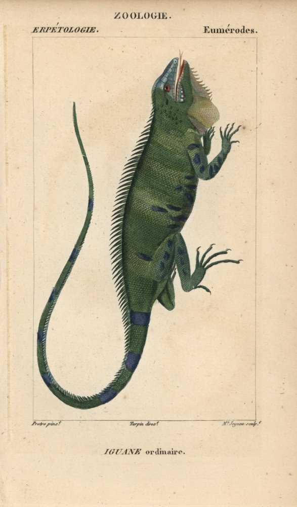 Common Green Iguana Iguana Iguana Poster Print By ® Florilegius / Mary ...