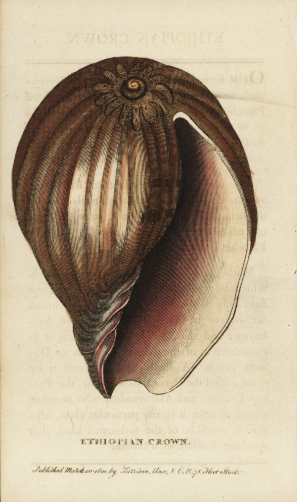 Ethiopian Crown Shell Dolium Species Poster Print By ® Florilegius ...