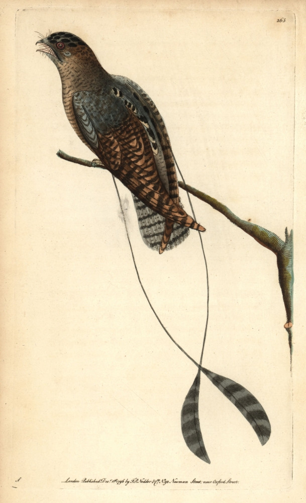 Standard-Winged Nightjar Macrodipteryx Longipennis Poster Print By ...
