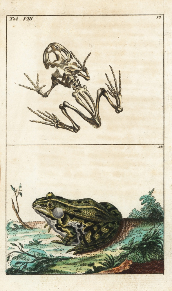 toad skeleton drawing